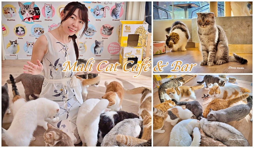 清邁 Mali Cat Café & Bar｜80隻親人貓陪你玩！尼曼區必訪貓咪咖啡館